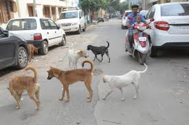 Rabies under control in TN: Health Minister - News Today | First with ...