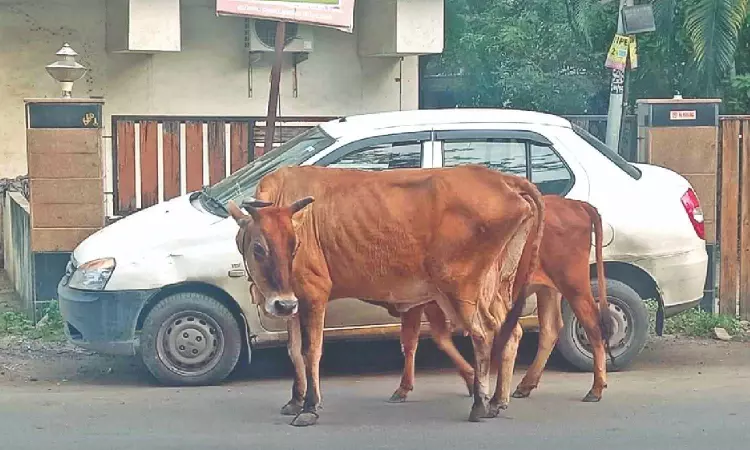 26 stray cattle captured in a single day - News Today | First with the news