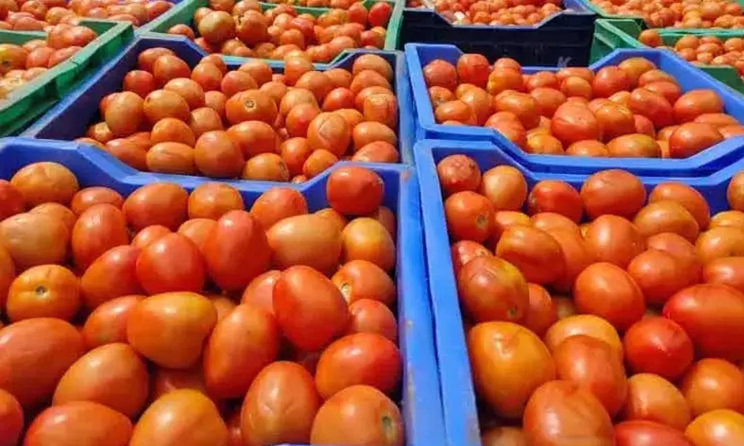 Govt sells tomatoes in 500 more ration shops - News Today | First with ...