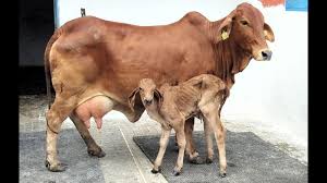 NDRI achieves success in producing Gir breed calf, using IVF technology ...