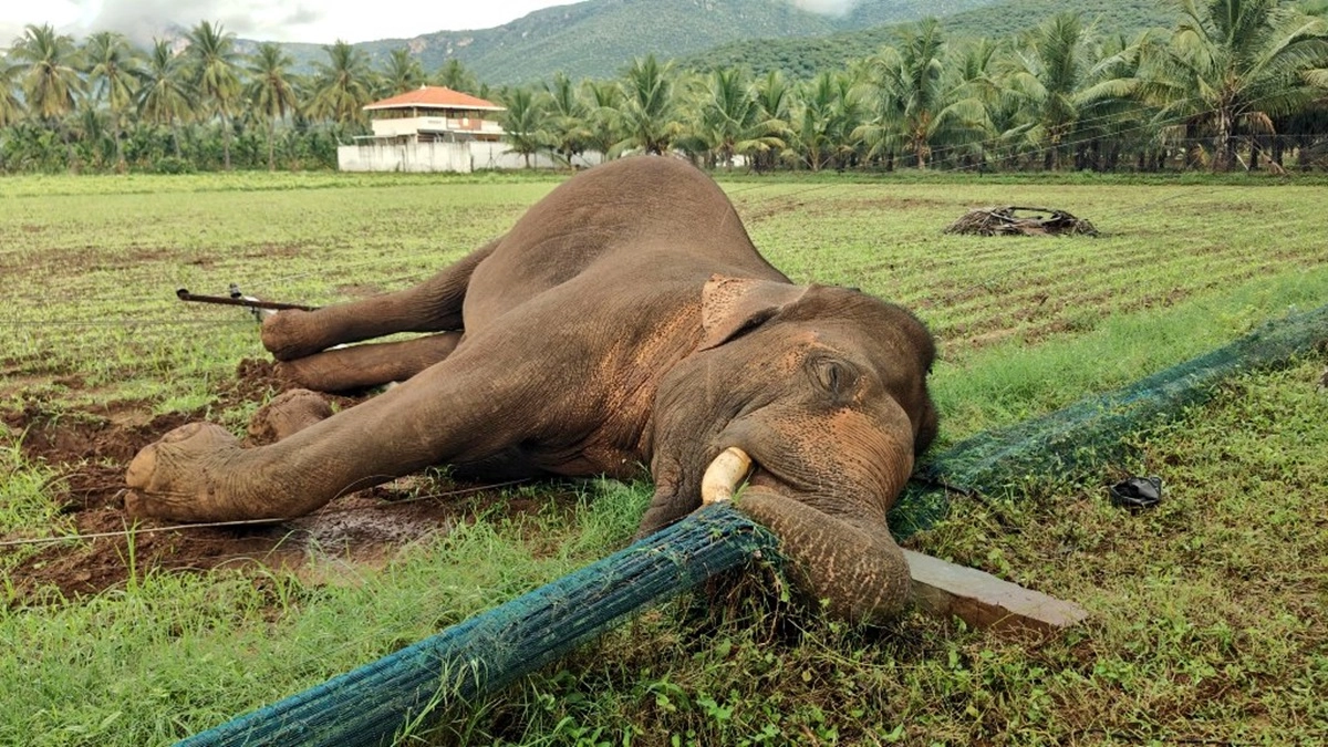 8 elephants killed after being hit by train - News Today | First with ...
