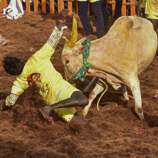 CM to inaugurate Alanganallur jallikattu during Pongal fete - News ...